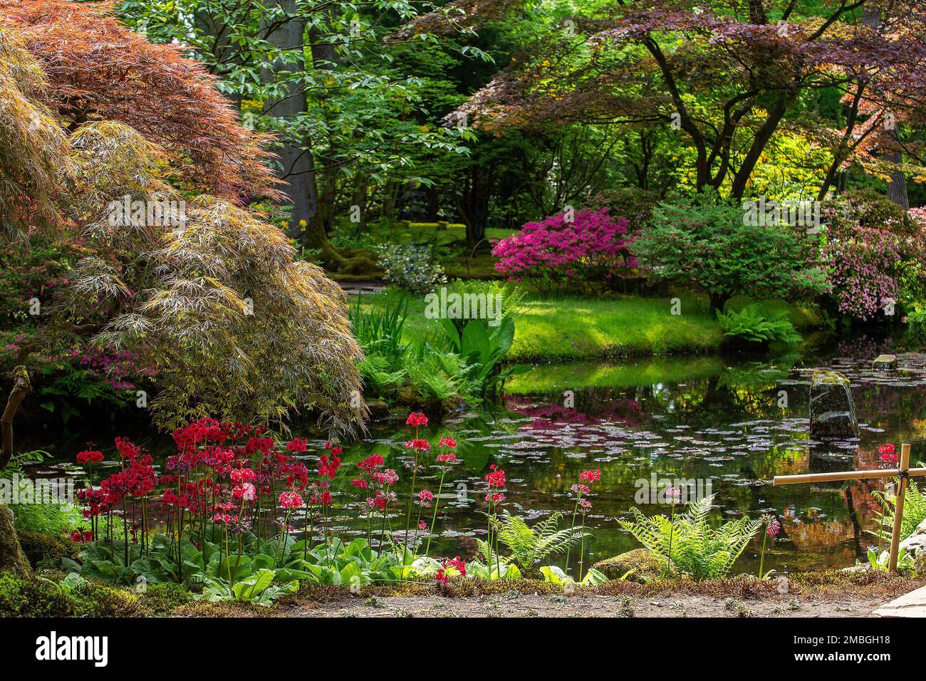 Amazing red primroses and white Rhododendron bush in distance the ...