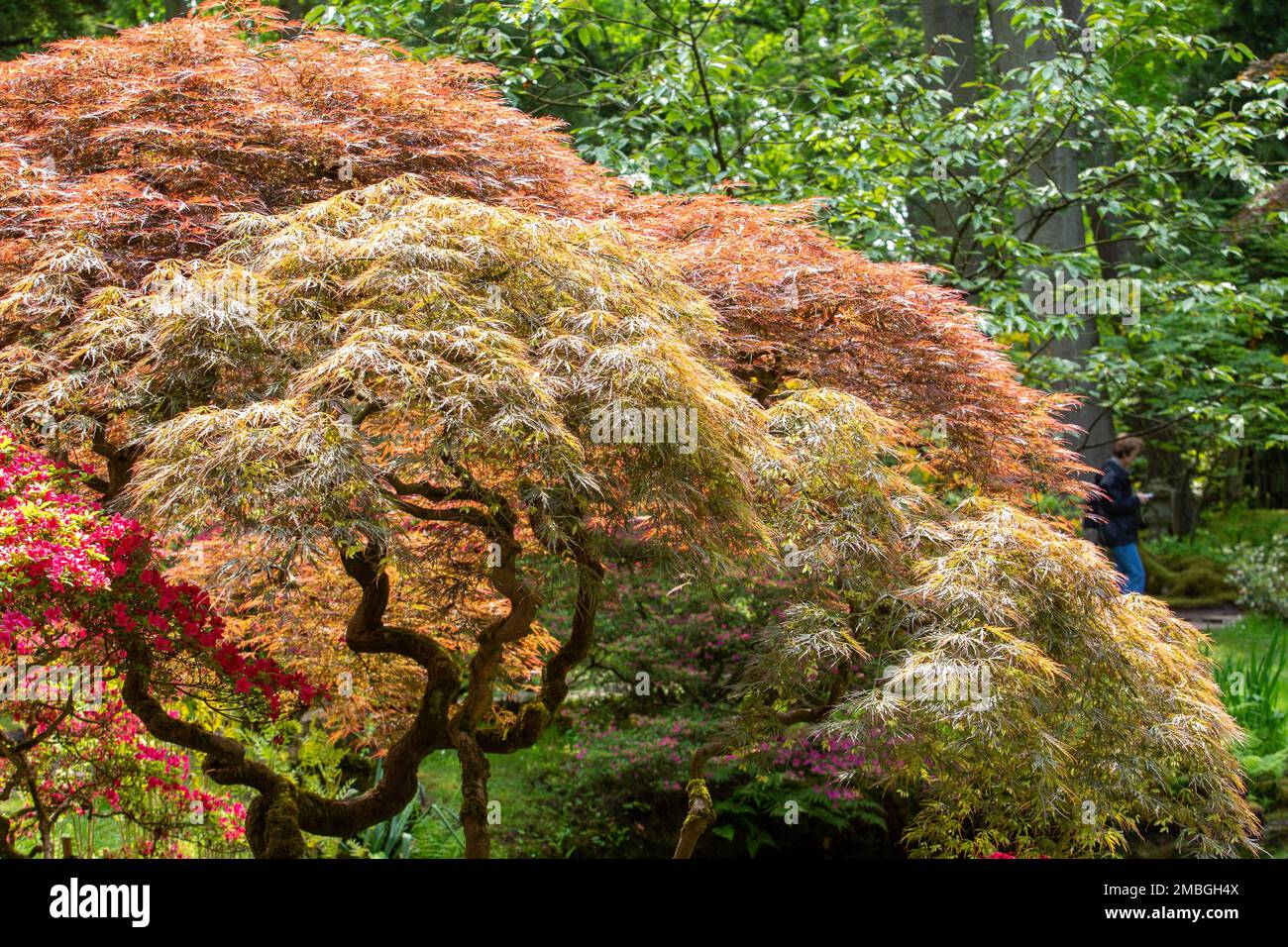 Amazing japanese maple dissectum (shape of leaf) in distance the ...