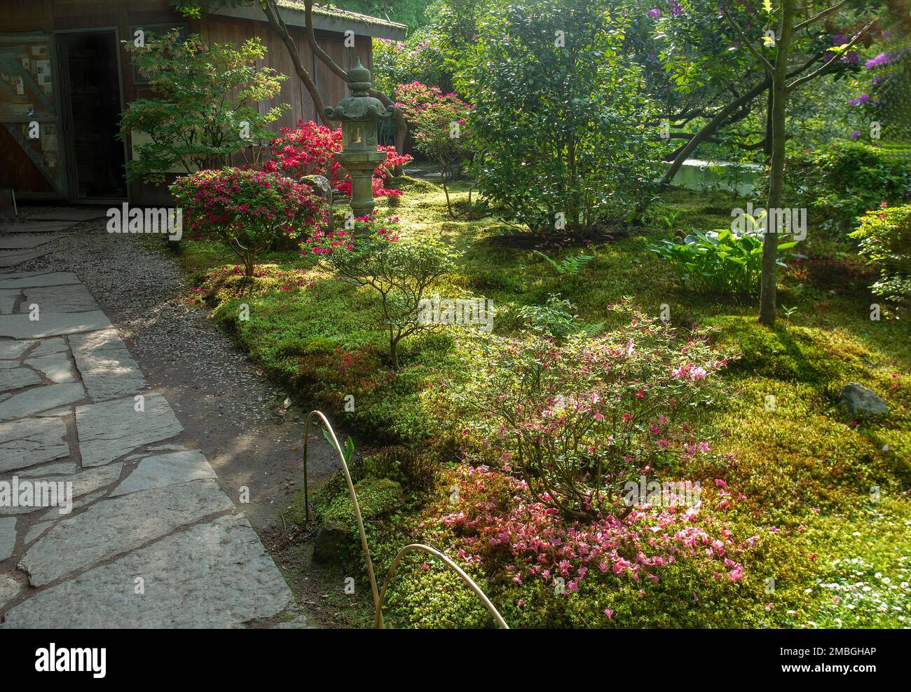 Pink, red flowers in landscaoe in japanese garden in the Hague.And ...
