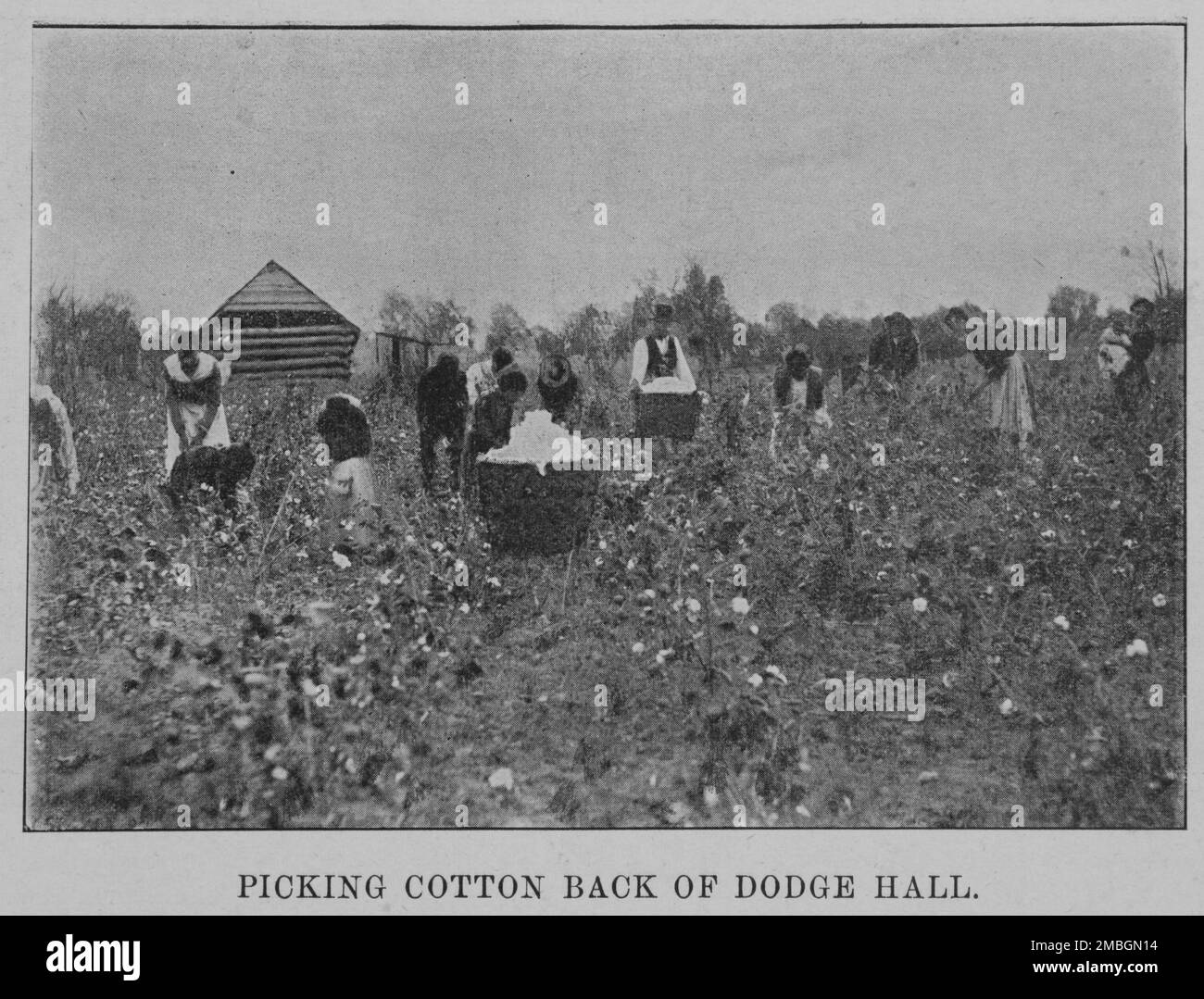 Picking cotton back of Dodge Hall, 1903 Stock Photo - Alamy