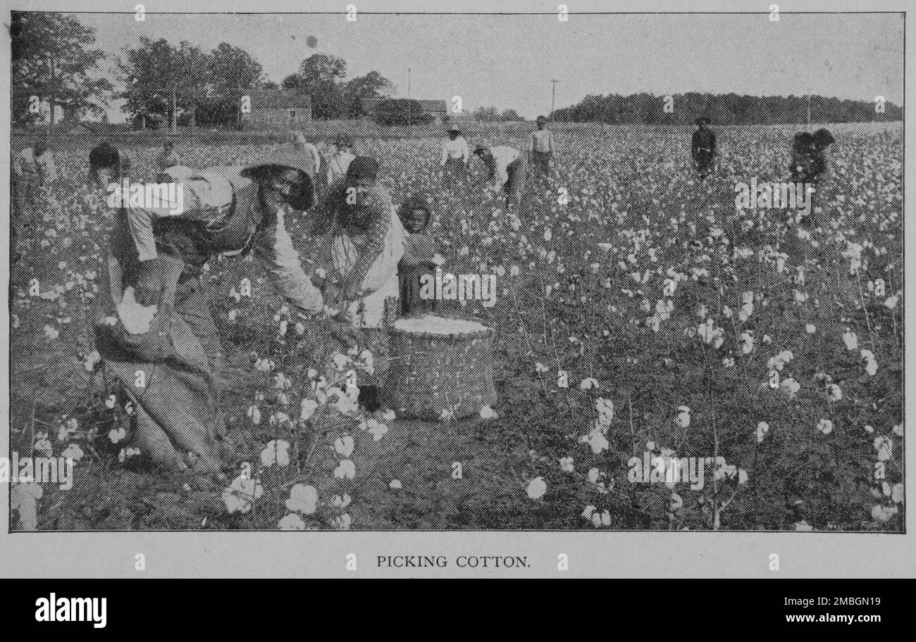 Black men picking cotton Black and White Stock Photos & Images - Alamy