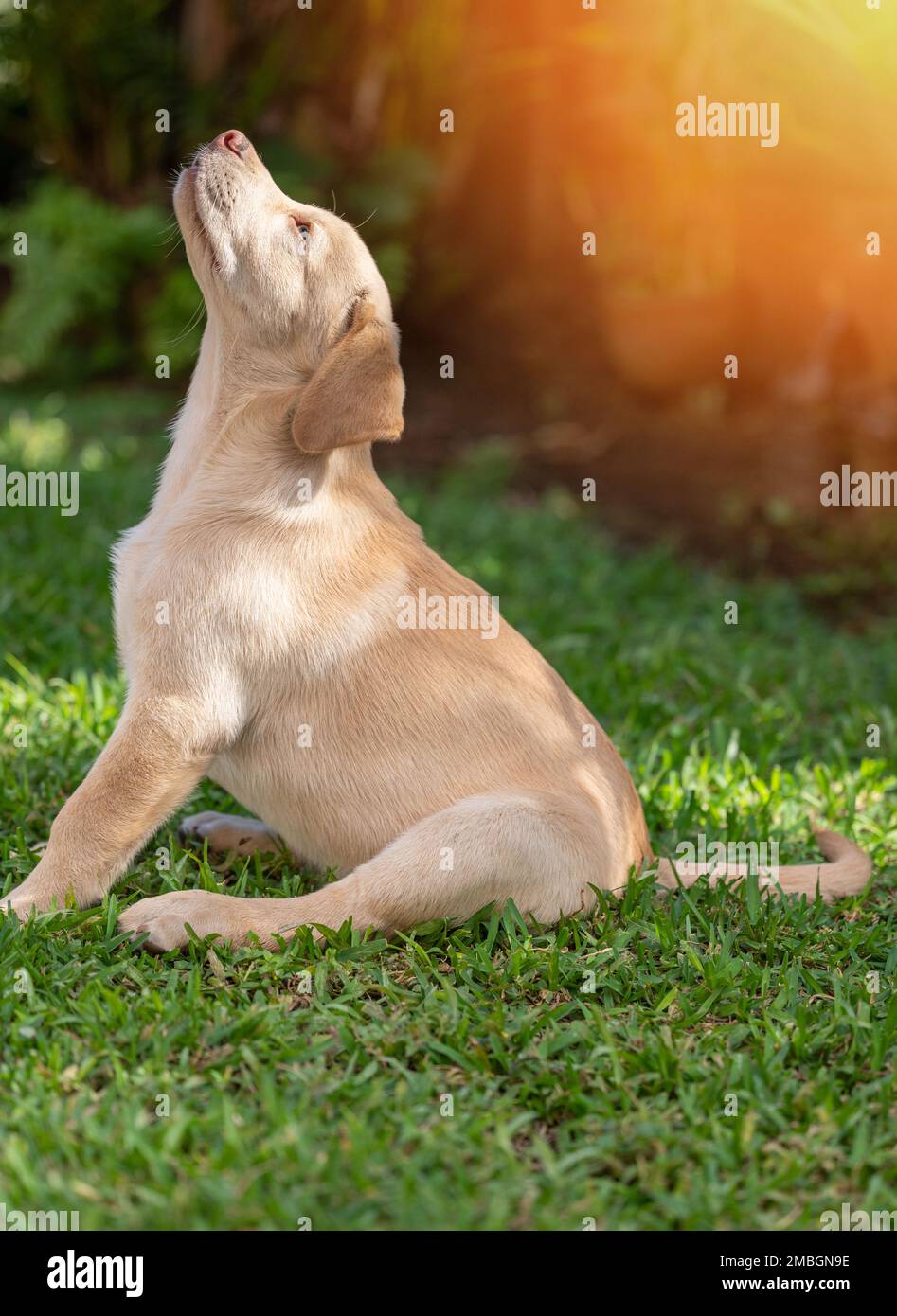 Labrador puppy enjoy on sunset light on green garden background Stock ...