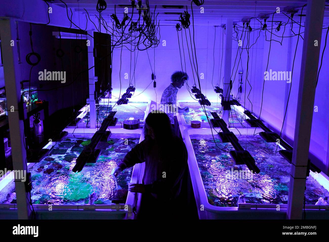Marine biologist Colin Foord, rear, and musician J.D. McKay work at ...
