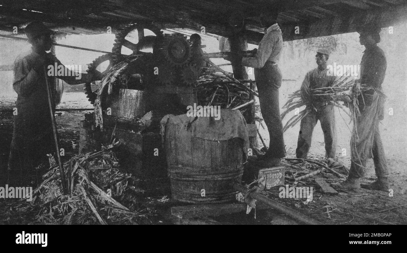 Grinding sugar-cane at the school's sugar-hill, 1904 Stock Photo - Alamy