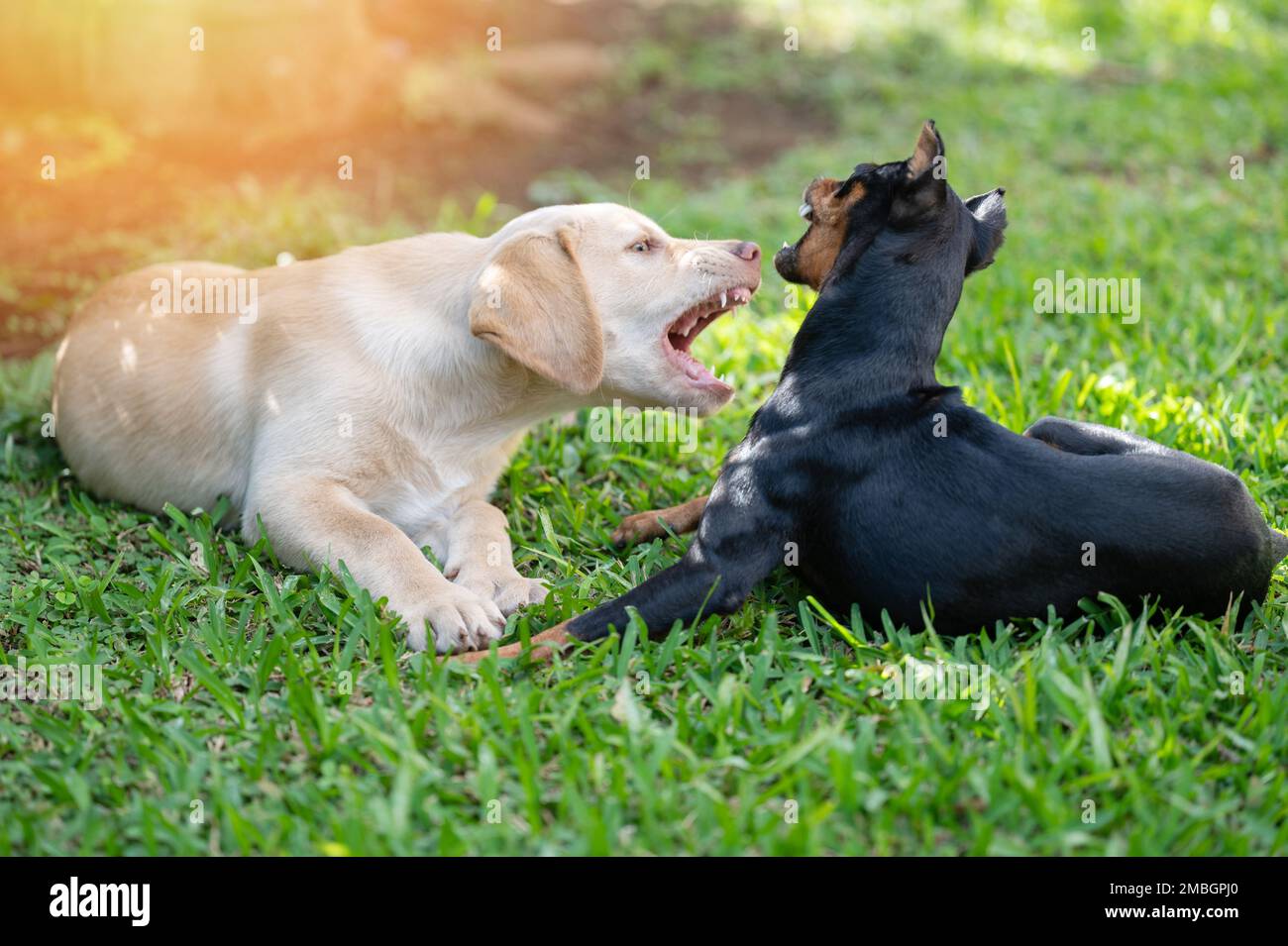 Two barking on each other puppies on green grass background Stock Photo ...