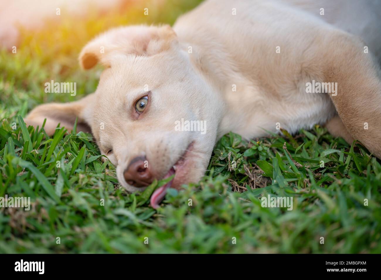 Portrait of funny laying labrador puppy close up view Stock Photo - Alamy