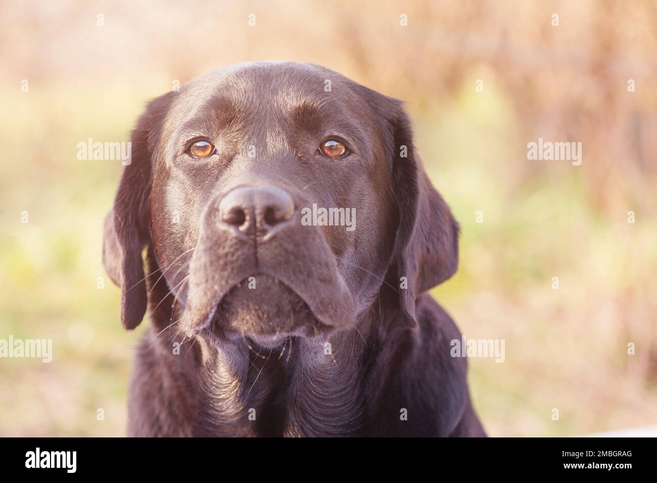 Labrador retriever on blurred nature background. Portrait of a young ...
