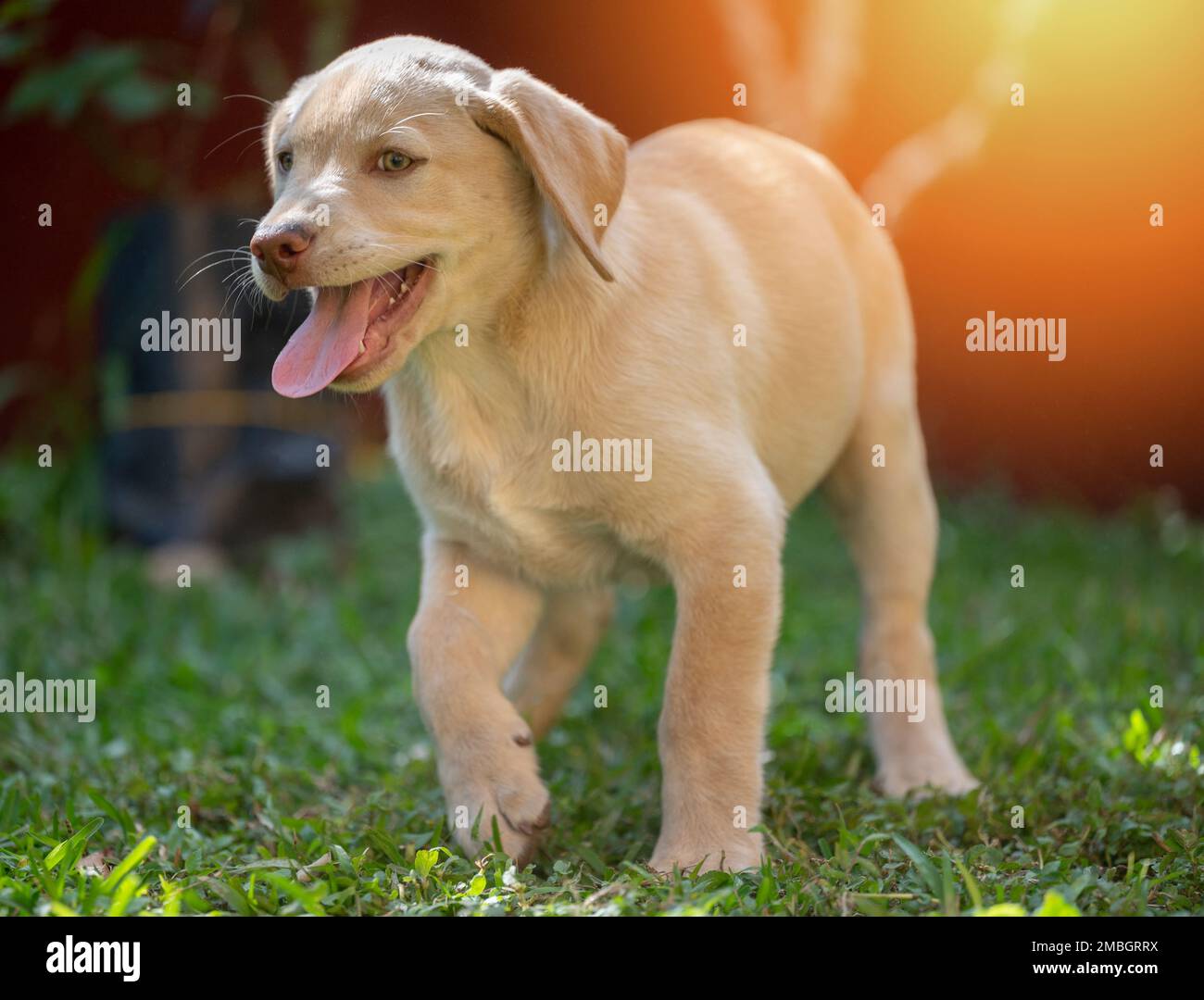 Labrador on bright background hi-res stock photography and images - Alamy
