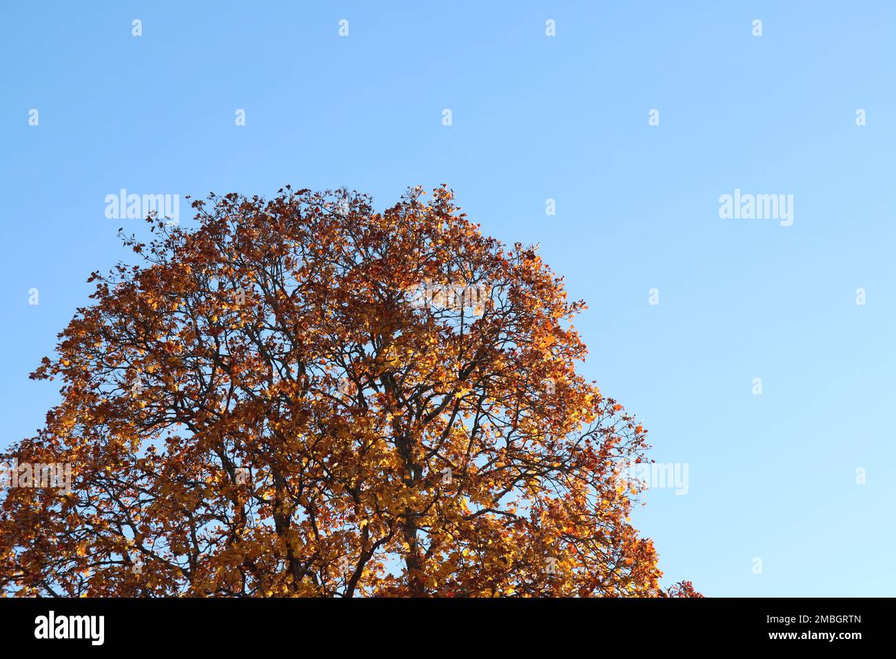 A natural view of an autumnal tree in Gamla Uppsala, Sweden Stock Photo ...