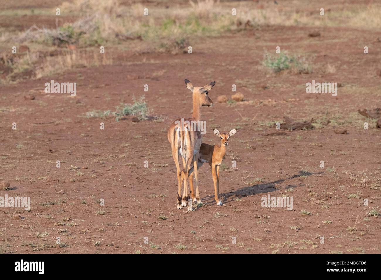 mother and baby Impala looking at the camera standing in the savannah ...
