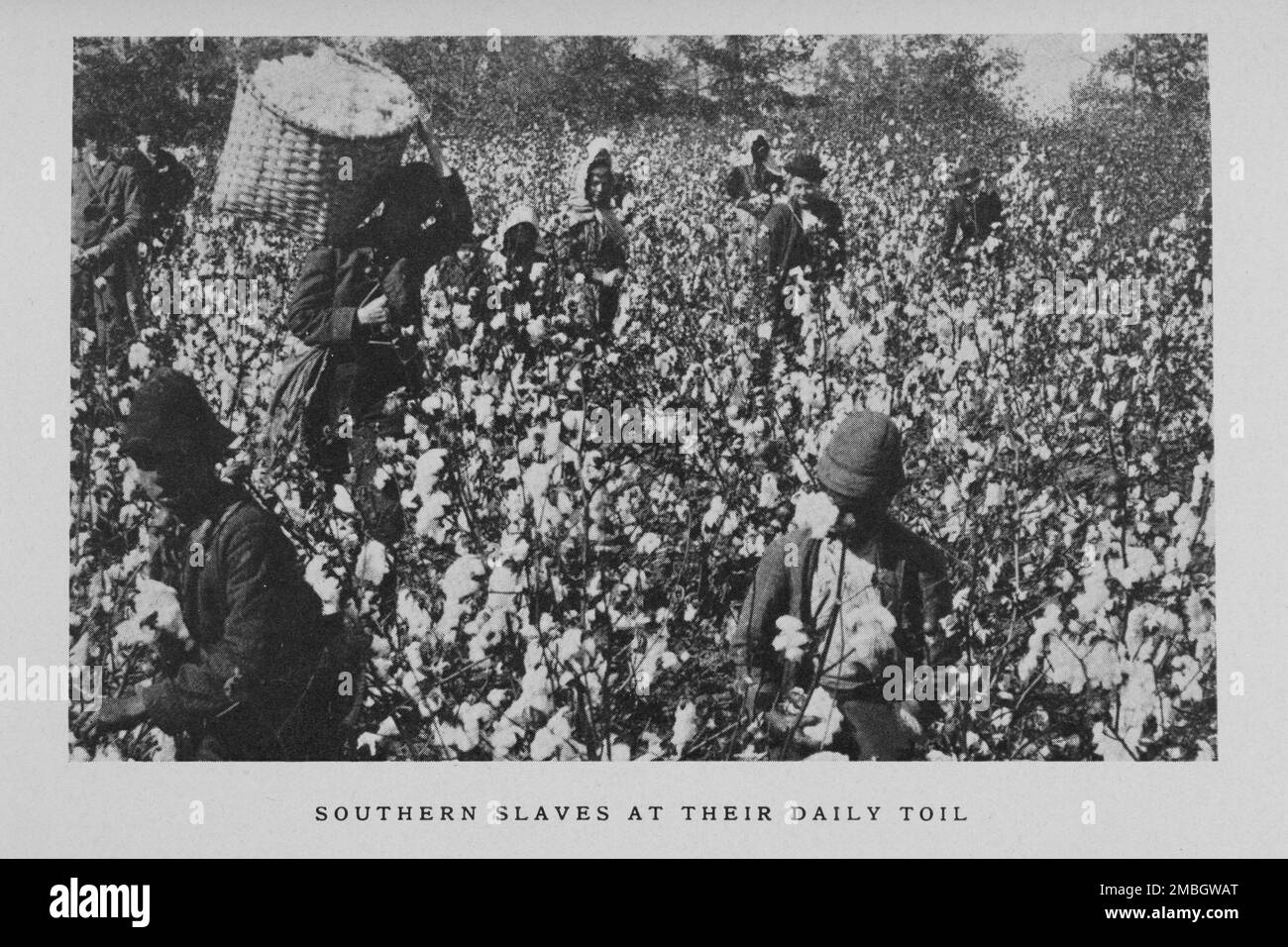 Slaves cotton field hi-res stock photography and images - Alamy