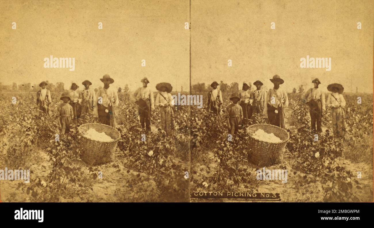 Cotton picking no. 3. [Group posing in the field with bale of cotton in ...