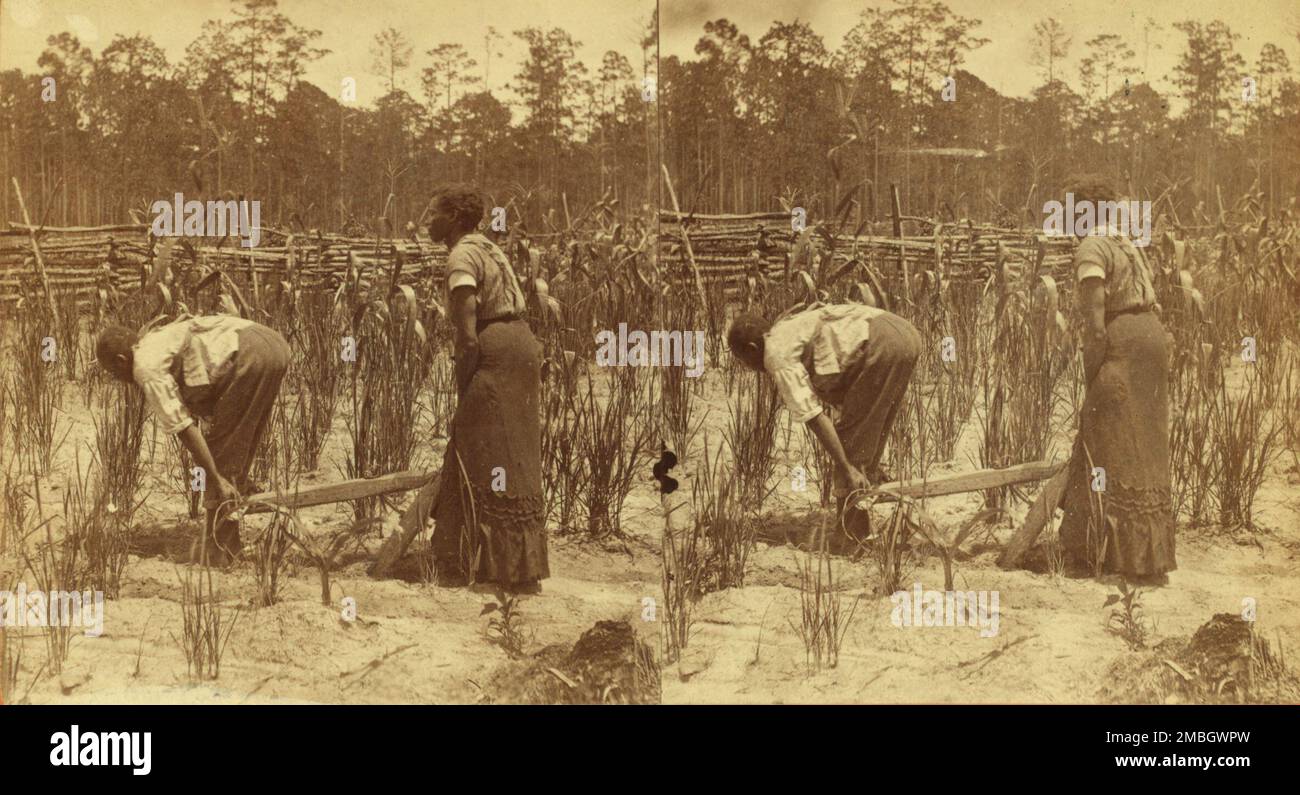 Ploughing rice. [Plowing rice], (1868-1900 Stock Photo - Alamy