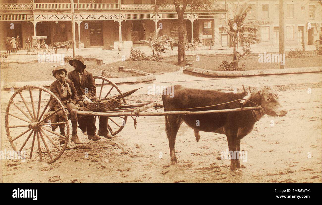 [A boy and a young man sitting on a cow-driven cart in muddy street ...