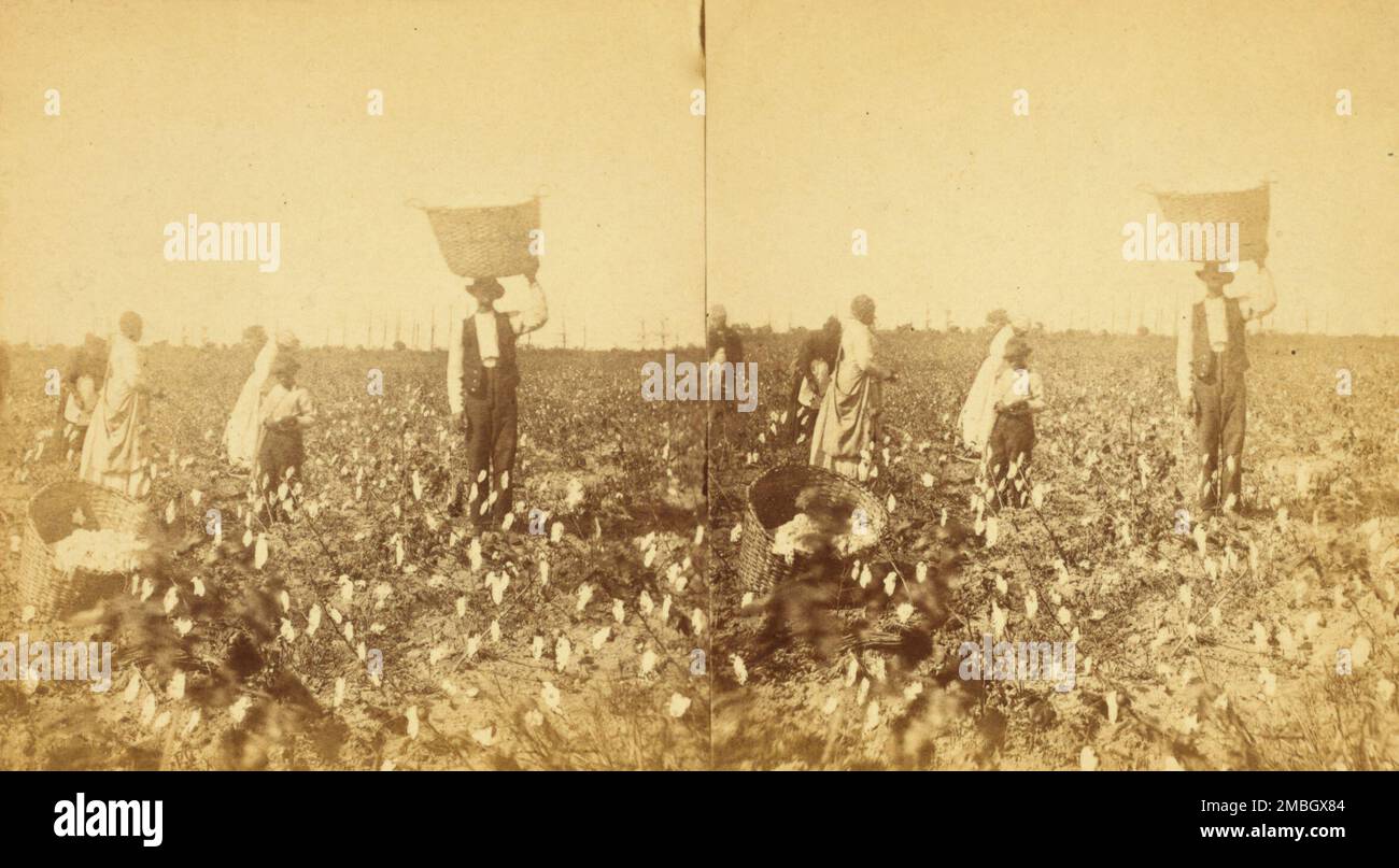 Picking cotton, (1868-1900 Stock Photo - Alamy