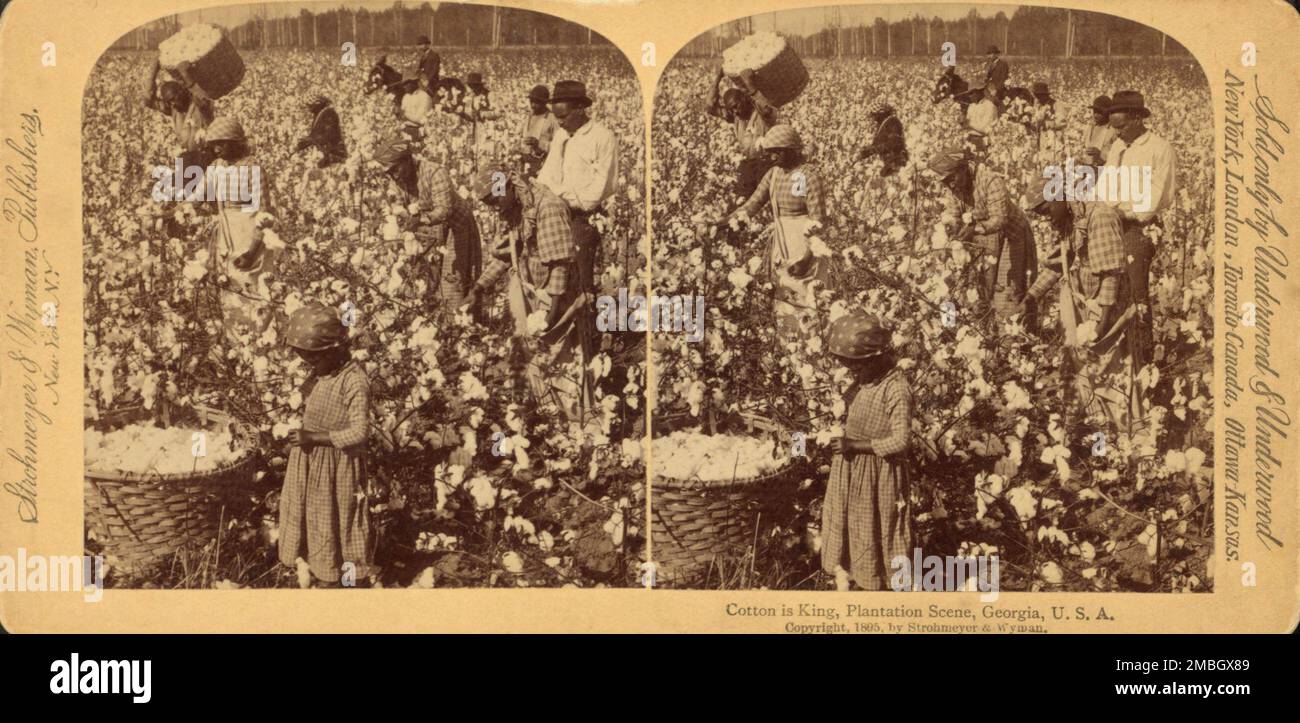 Cotton is king- A plantation scene, Georgia, 1895 (Inferred Stock Photo ...