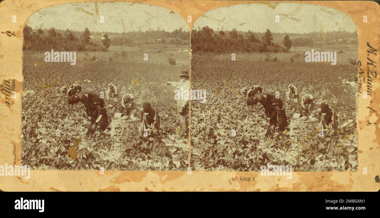 Picking cotton, (1868-1900 Stock Photo - Alamy