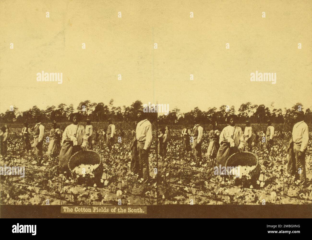 The cotton fields of the south, [Men picking cotton], (1868-1900 ...