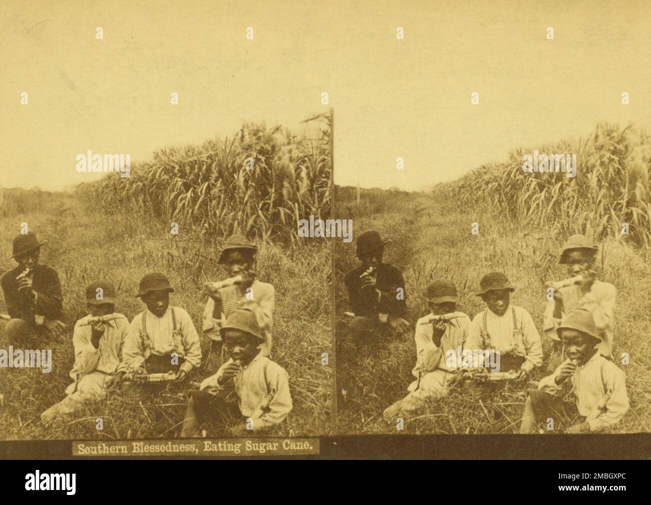 Southern blessedness, eating sugar cane, [Group of boys eating sugar ...