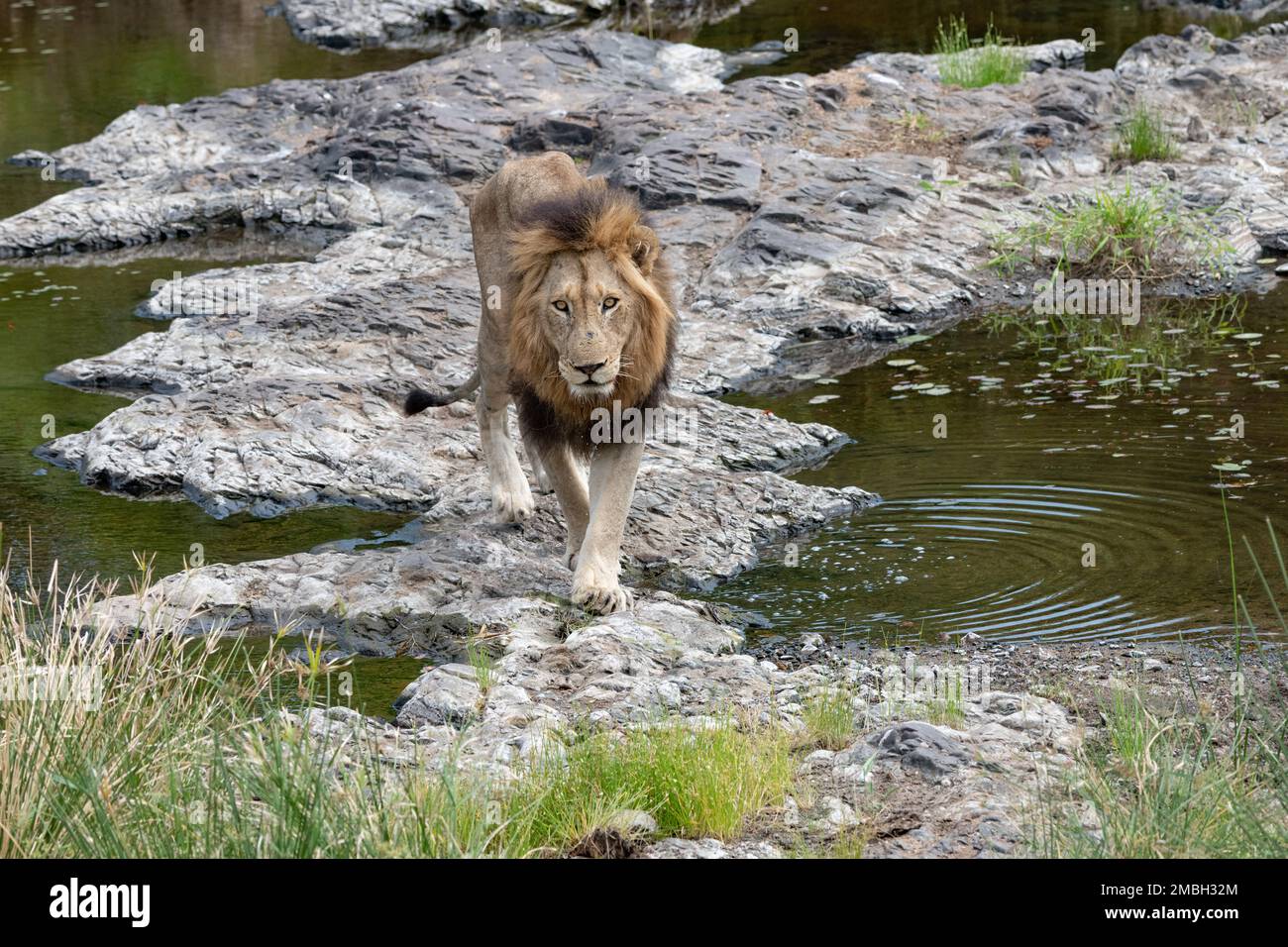 Male lion prowling hi-res stock photography and images - Alamy
