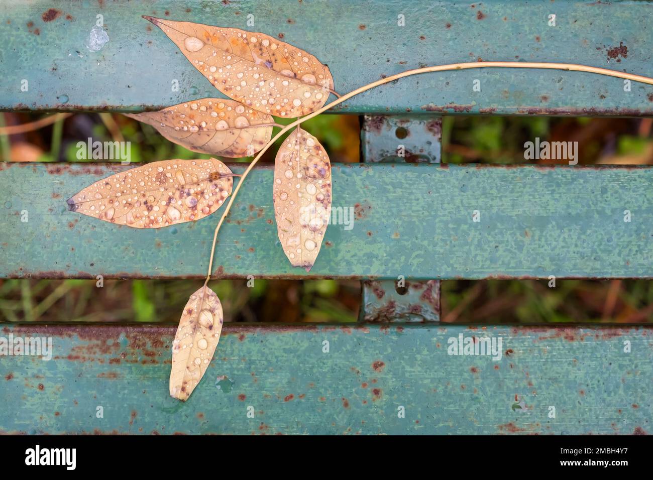 dry leaves with freshly fallen raindrops on a rusty green bench, view ...
