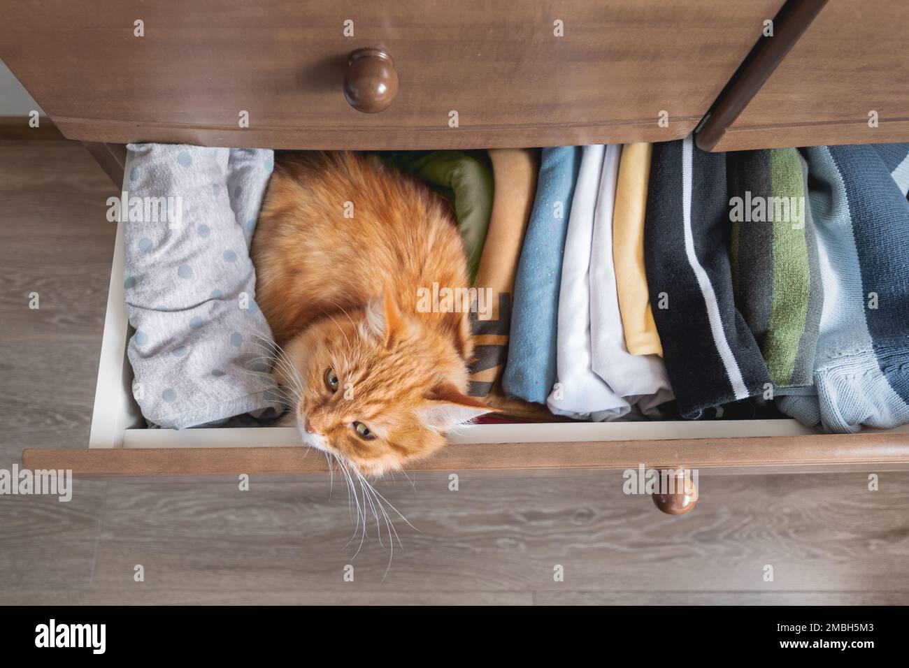 Top view on ginger cat sleeping in chest of drawers. Fluffy pet has a ...