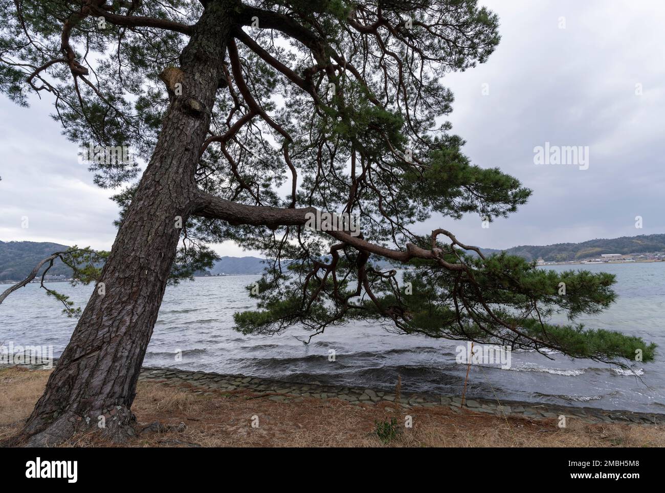 A pine tree hanging over water at Amanohashidate in Kyoto Prefecture ...