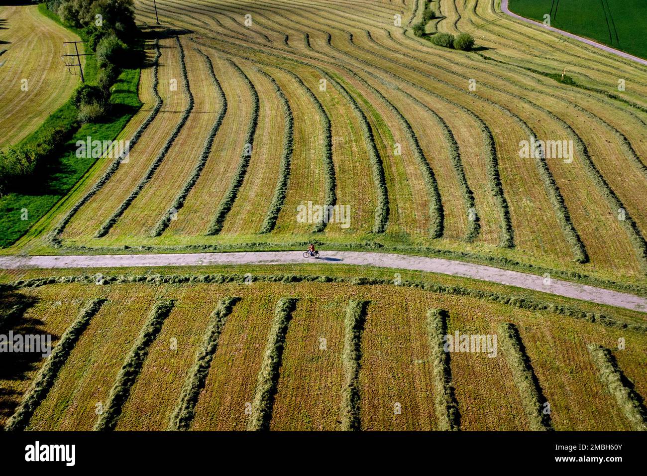 A woman rides her bike between cut meadows on the outskirts of Frankfurt, Germany, Friday, May ...