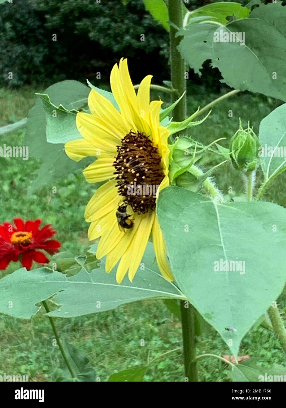 A bee settles on a sunflower in a yard in Westchester County, N.Y., in ...