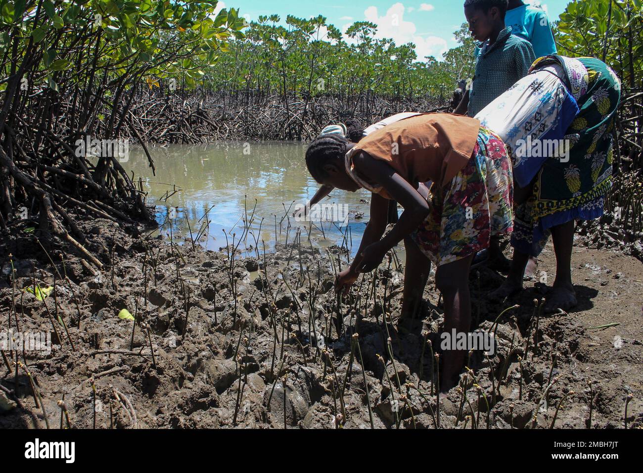 People plant mangroves during a community exercise to restore their ...