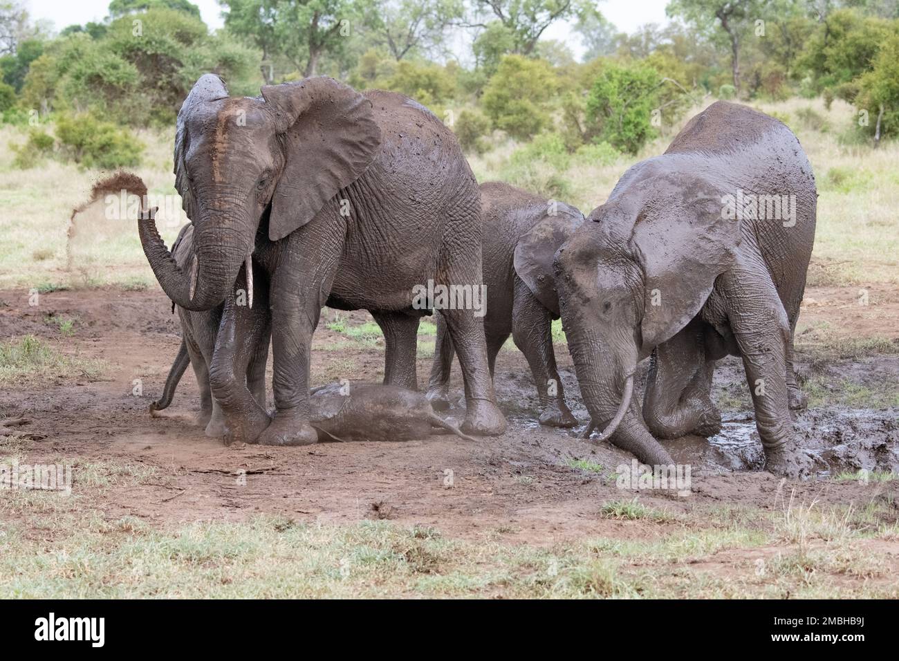 African elephants enjoying themselves hi-res stock photography and ...