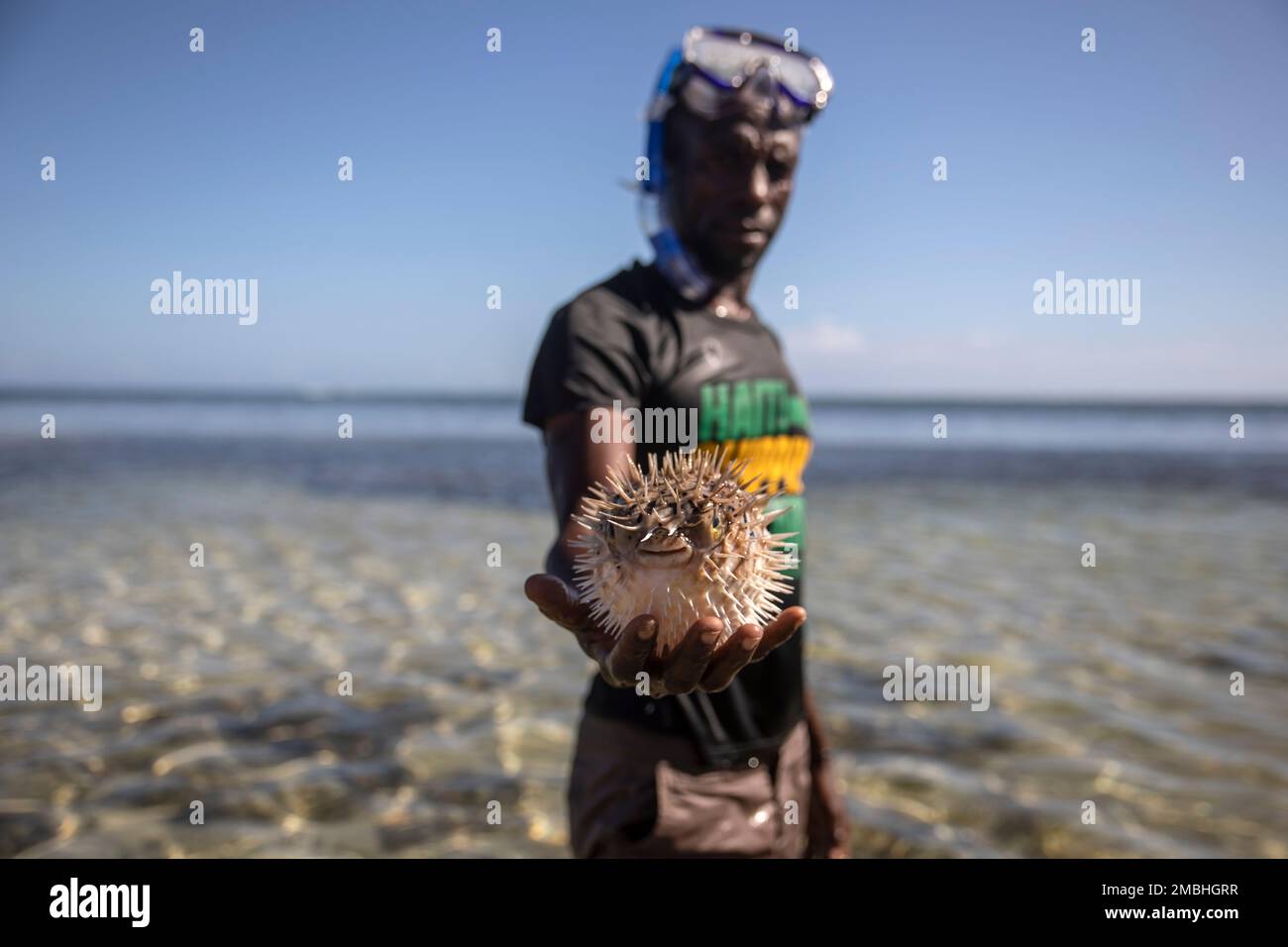 A fisherman holds a pufferfish caught floating nearby at Caracol Bay ...