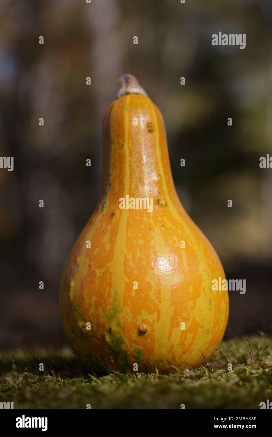 Small ornamental orange gourd on plain background Stock Photo - Alamy