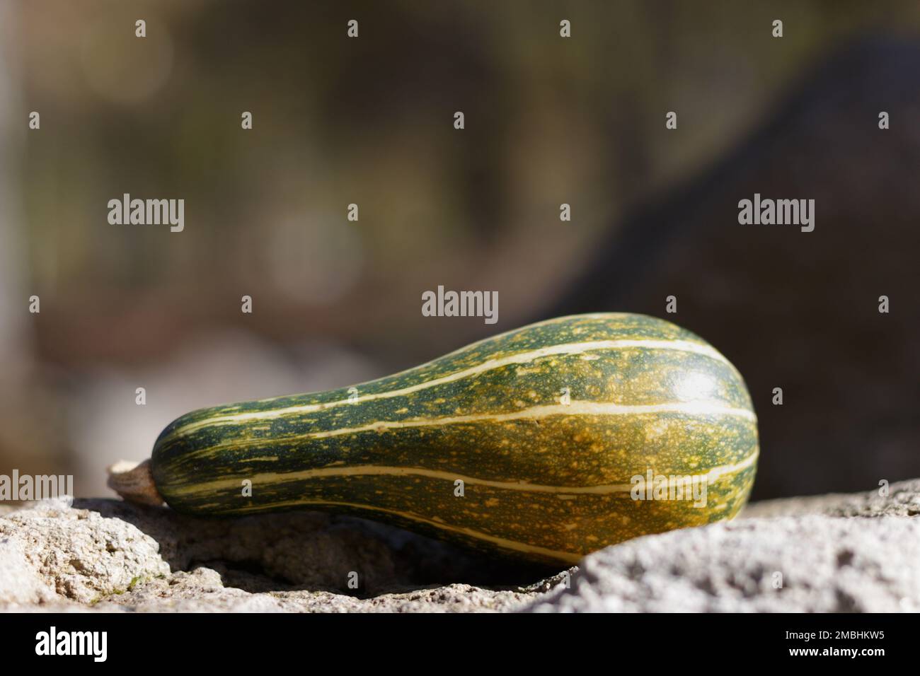 Stripy pumpkin hi-res stock photography and images - Alamy