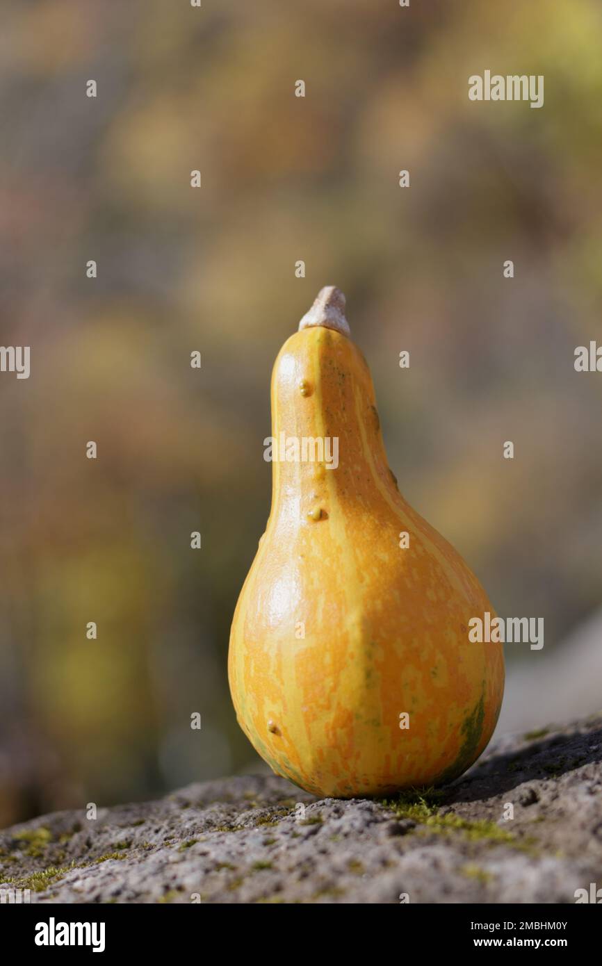 Orange gourd hi-res stock photography and images - Alamy
