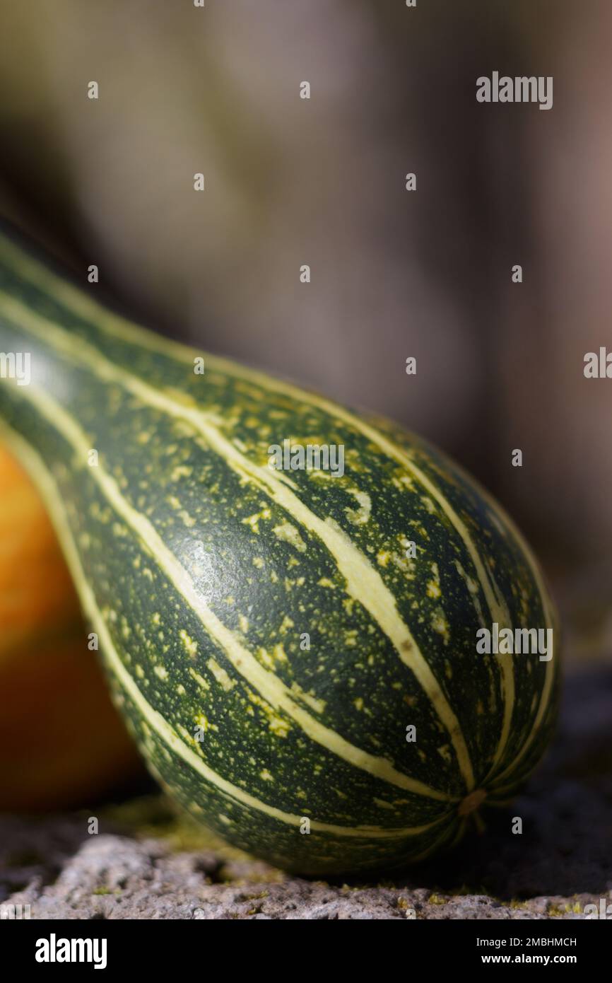 Close up natural outdoor ornamental hi-res stock photography and images ...