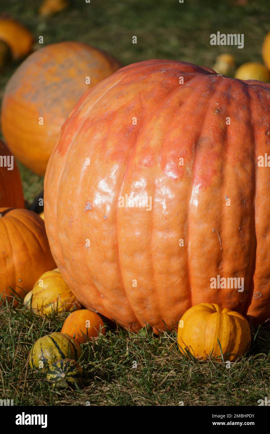Scattered pumpkins hi-res stock photography and images - Alamy