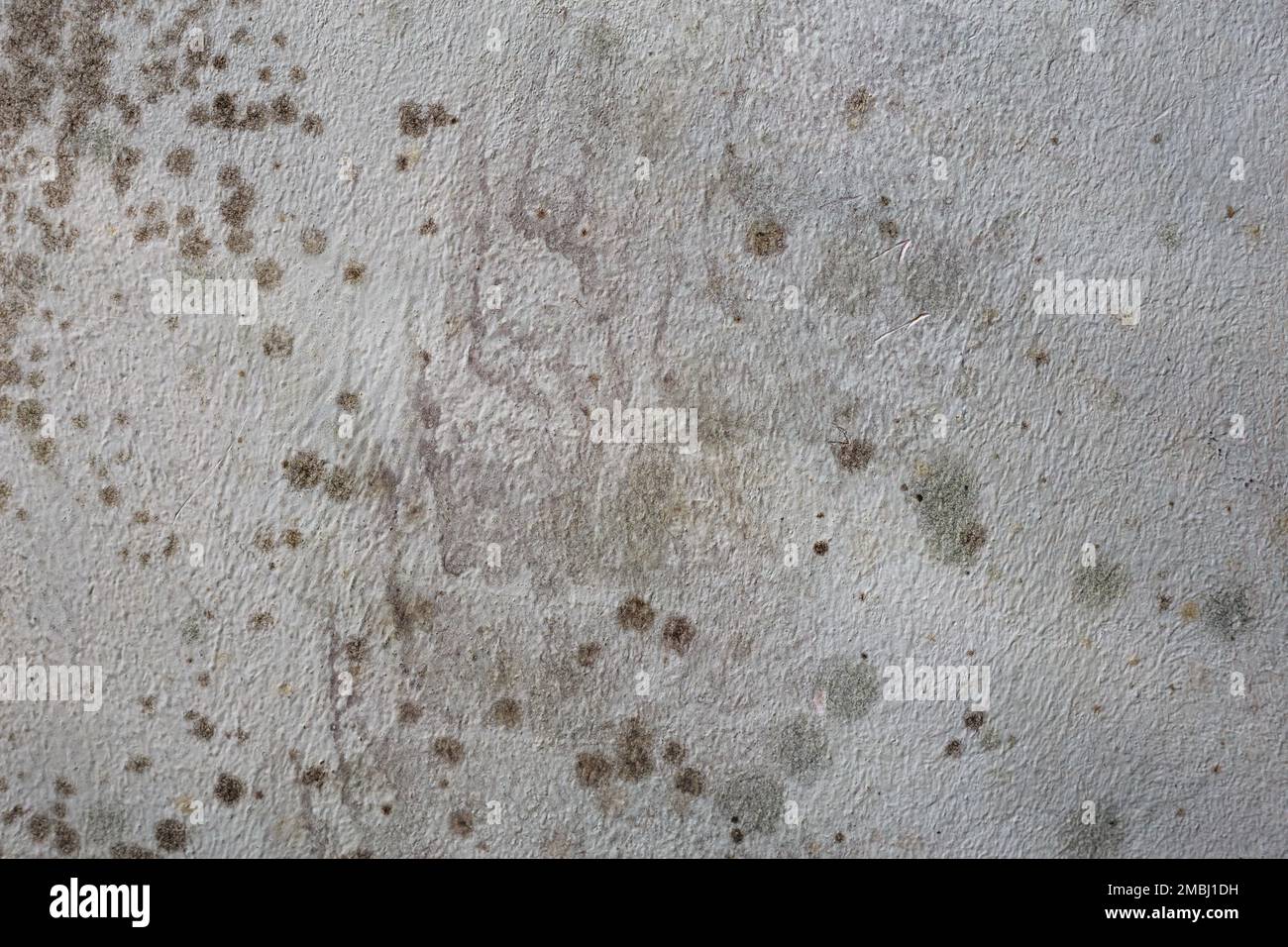 Black spots of toxic mold and fungus bacteria on the interior wall of ...