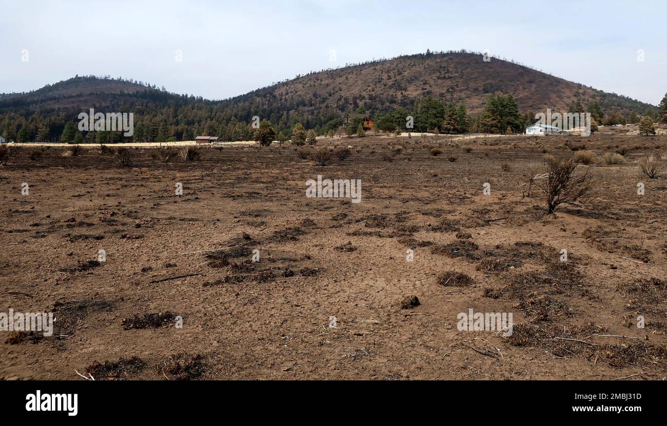 A line of Ponderosa pine trees and homes sit between an empty lot and ...