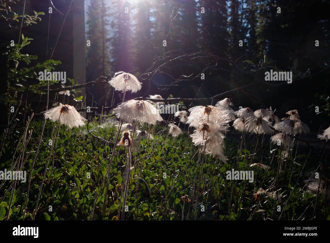 Backlit by early morning sun, shaggy white cottongrass heads contrast ...