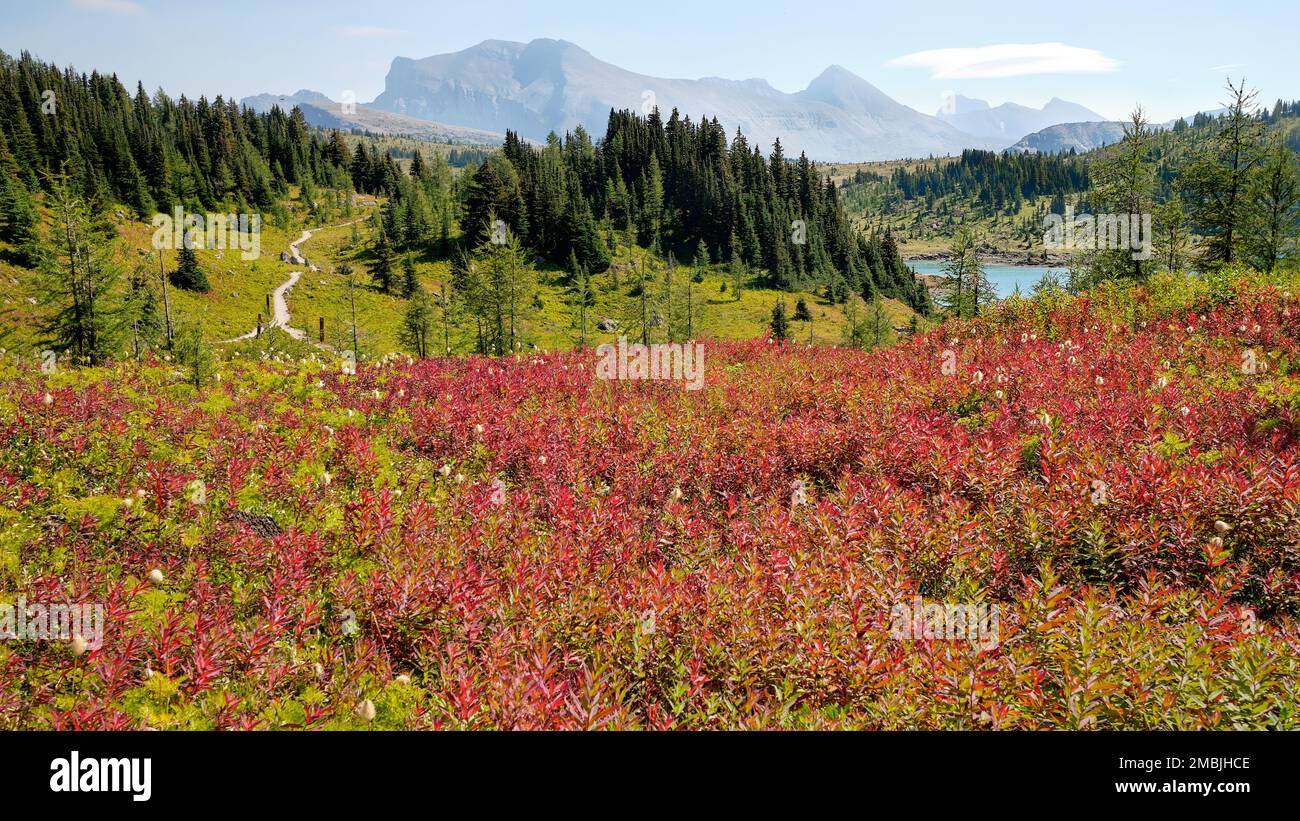 View across red foliage toward part of the Grizzly-Larix loop trail and ...