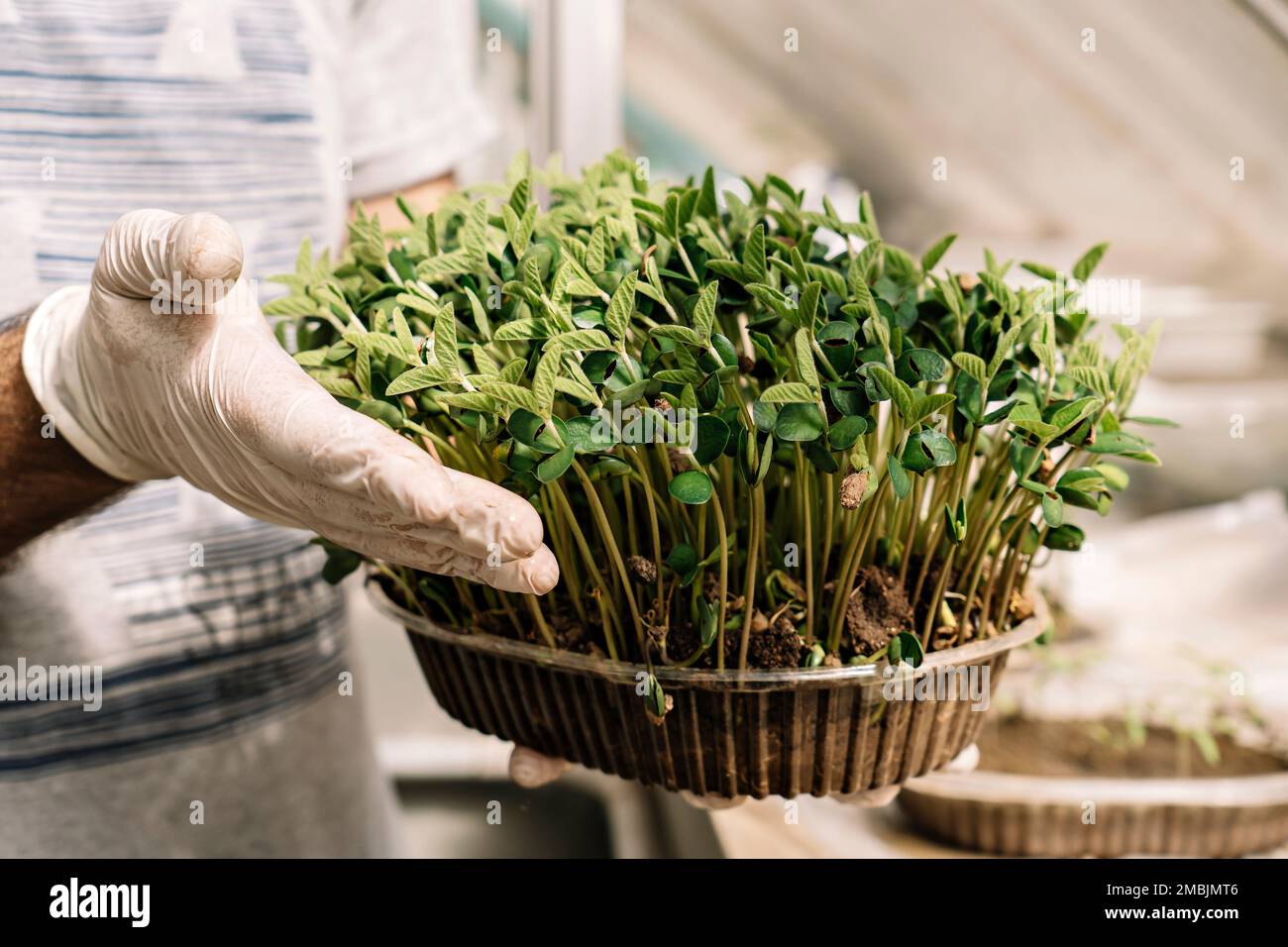 Scientist examining produce in a greenhouse. Soybean seedling growth ...