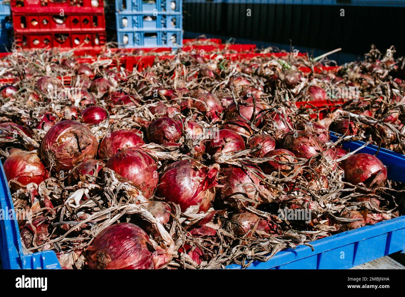 A trailer load of red onions in blue crates at Spring Brook Farm in ...