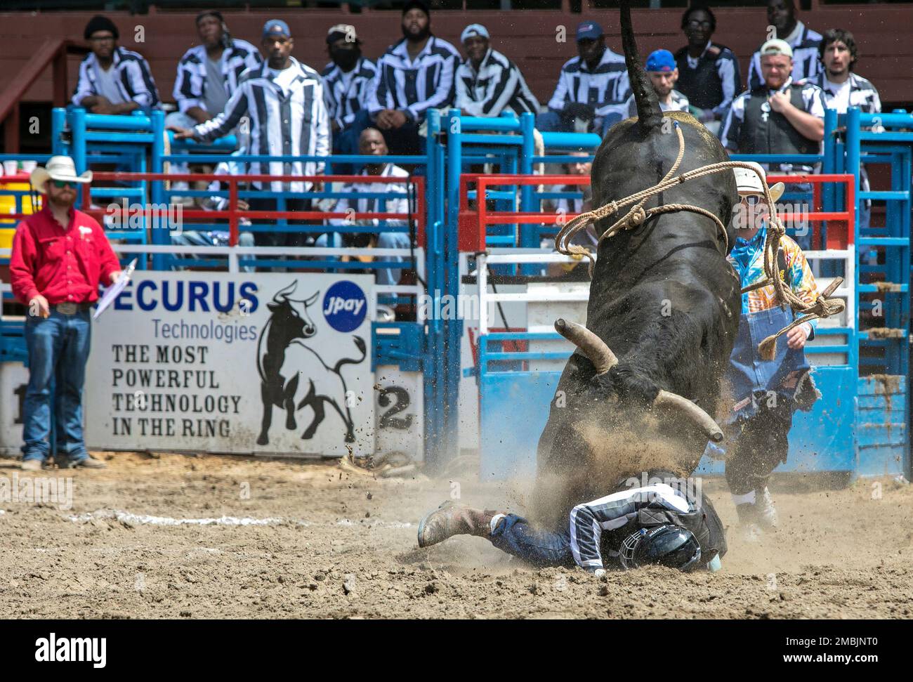 An inmate gets gored during the "bull riding" event during the Angola ...