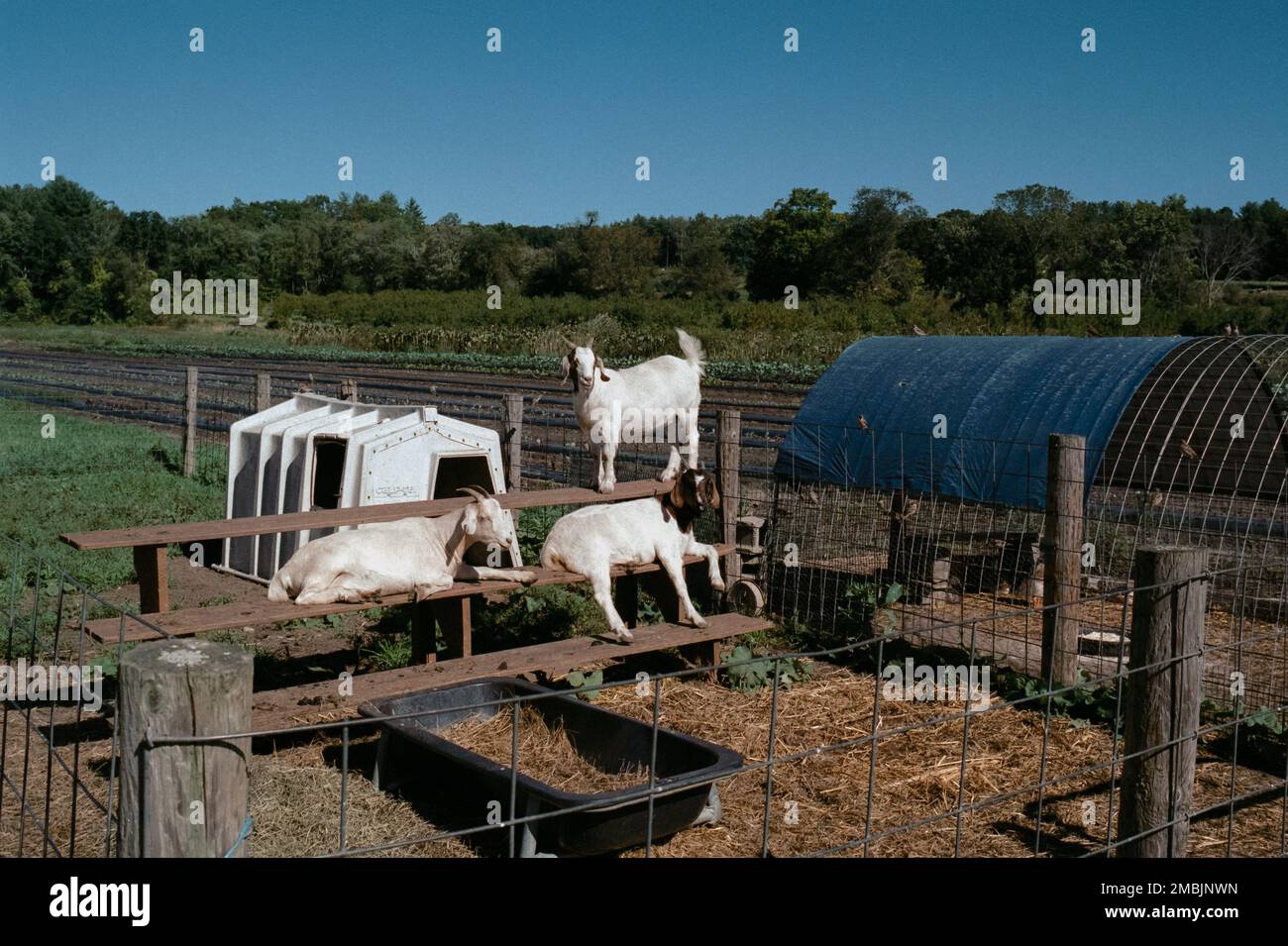 Goat on bike hi-res stock photography and images - Alamy