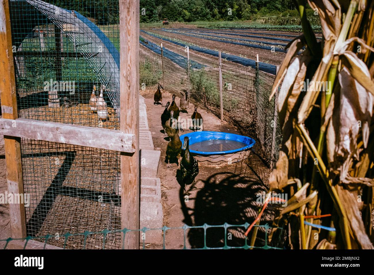 Ducks walking in a pen at Spring Brook Farm in Littleton, Massachusetts ...