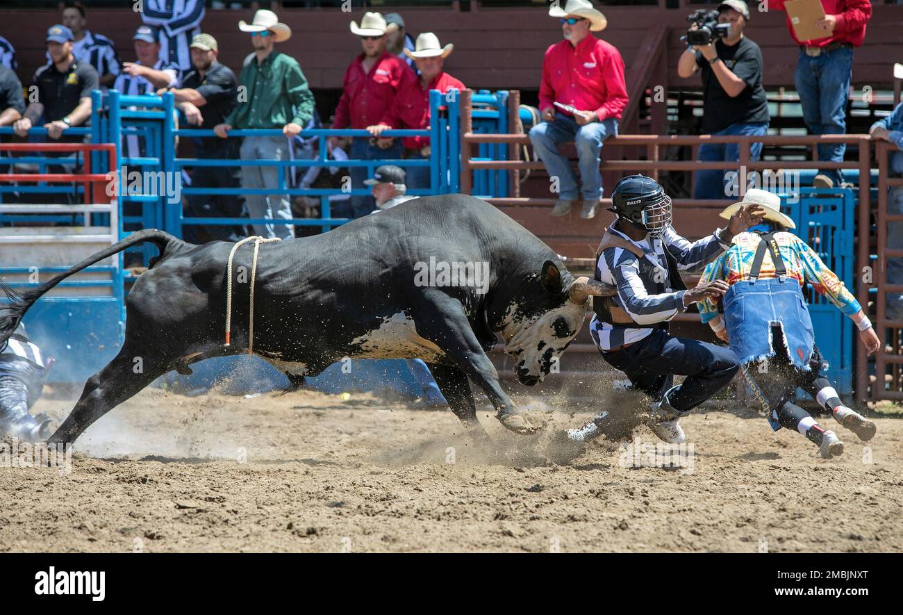A raging bull runs down an inmate during the "bust out" bull riding ...