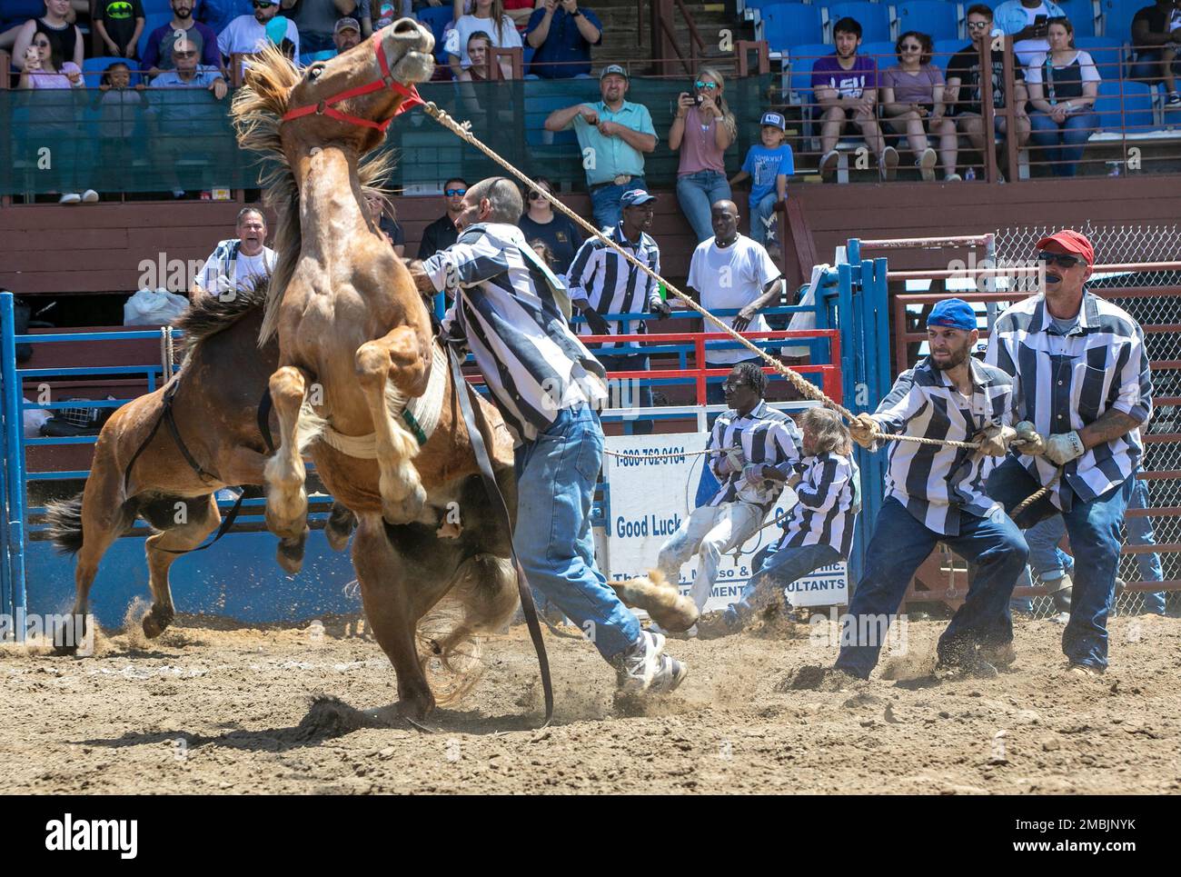 Inmates try to mount a horse during the "wild horse race" event during ...