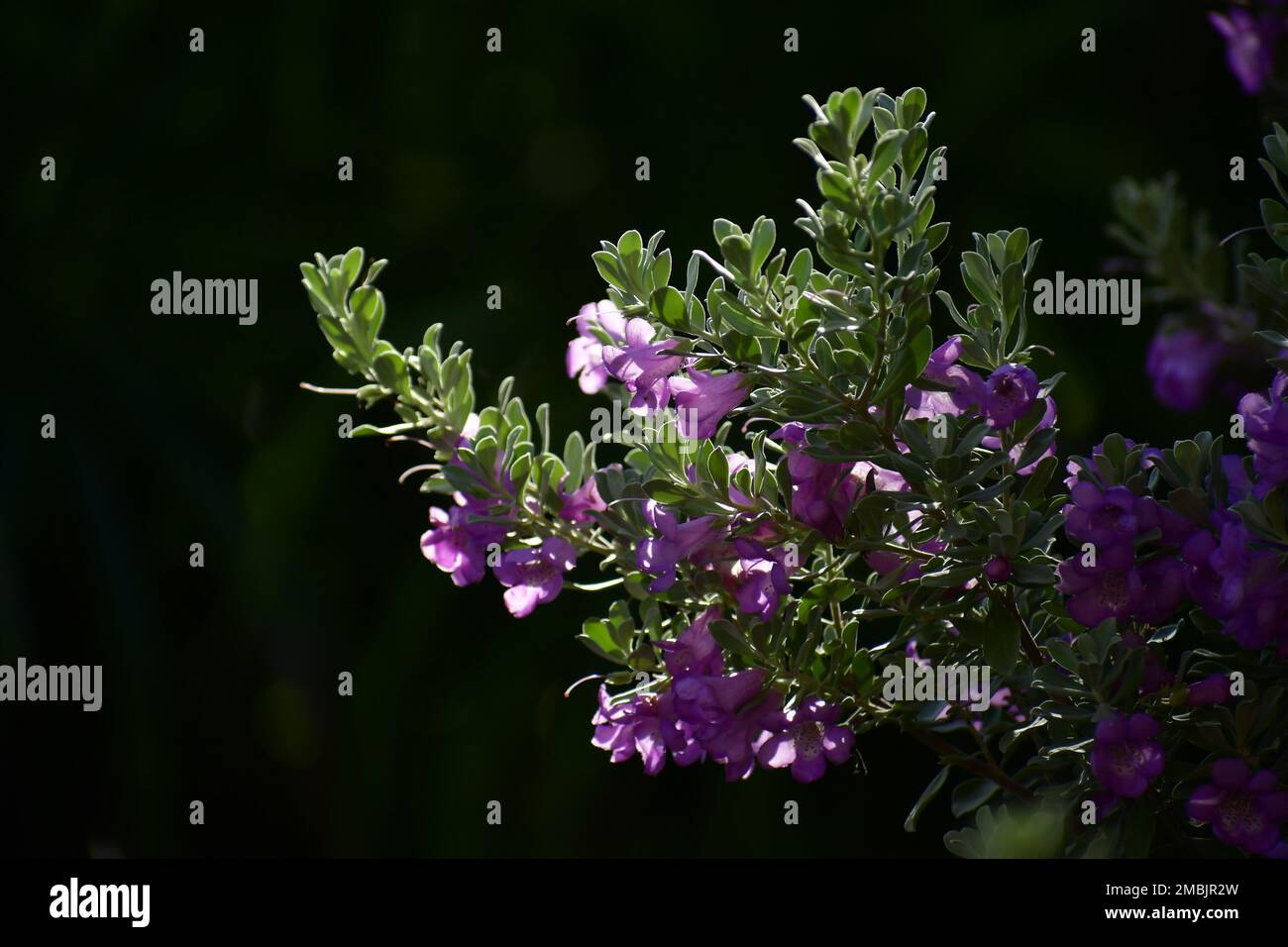 Zealous blooms hi-res stock photography and images - Alamy