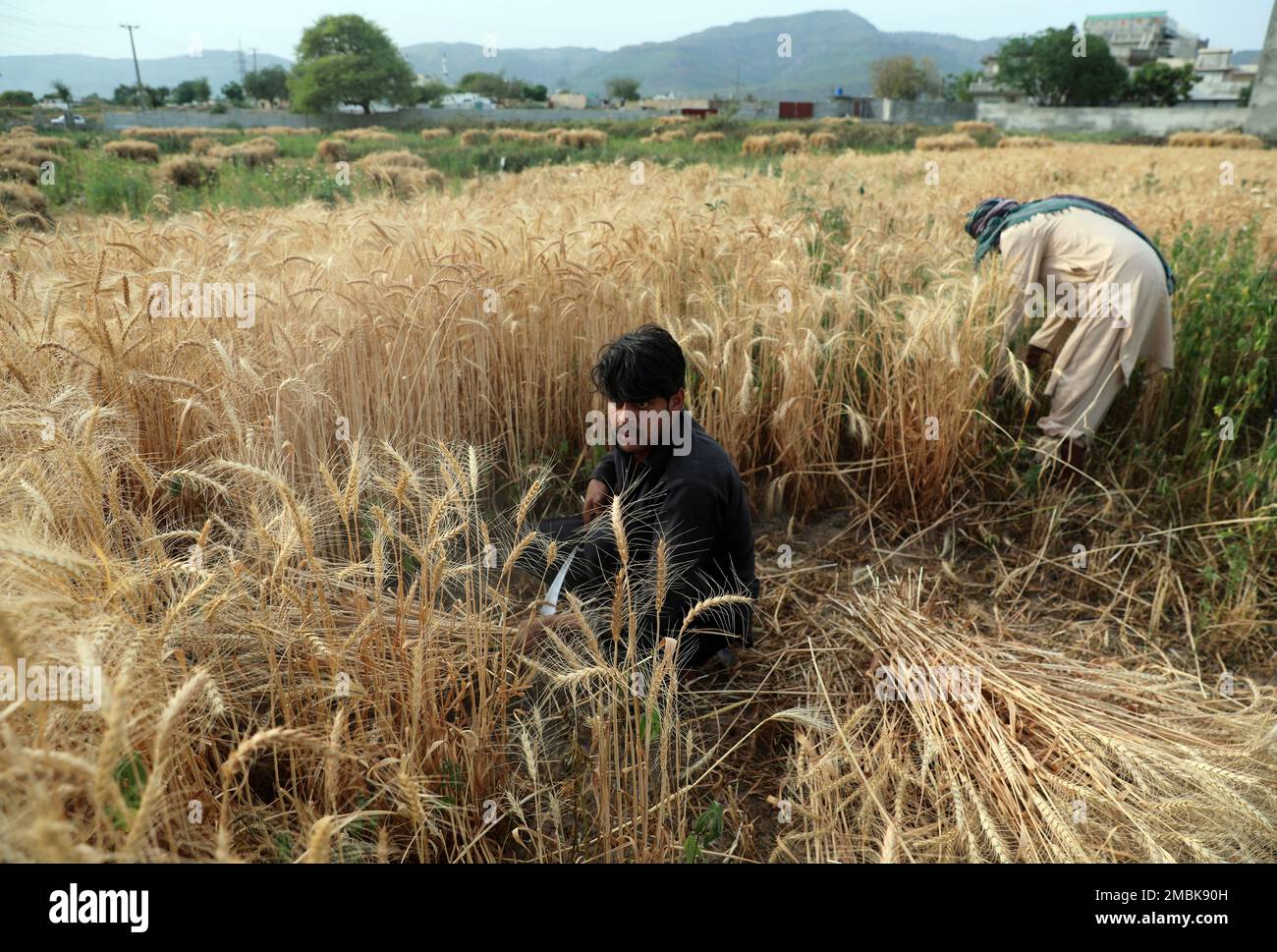 Farmers harvest wheat in Islamabad, Pakistan, Sunday, April 24, 2022 ...